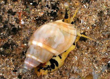 蛾螺总科 Buccinacea 蓝色动物学（中国动物学科普）